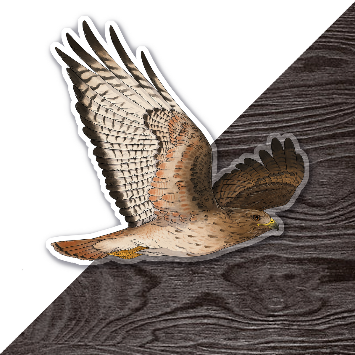 Red-Tailed Hawk Clear Vinyl Sticker — Big Whale Consignment